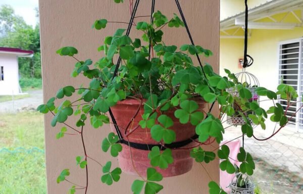 Get to Know the Creepers Plants and What Makes It Special