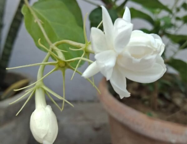 Chameli Flower Plant 101: How to Grow, Types & Care