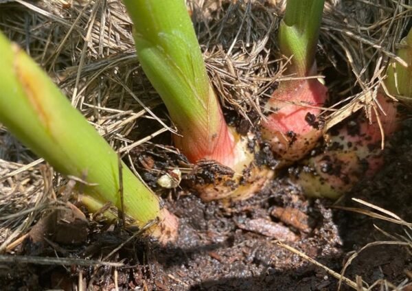 Ginger Plant : Guide To Growing, Caring & Uses of Ginger