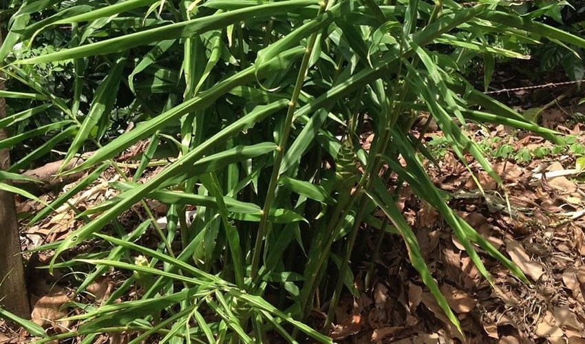 Ginger Plant : Guide To Growing, Caring & Uses of Ginger