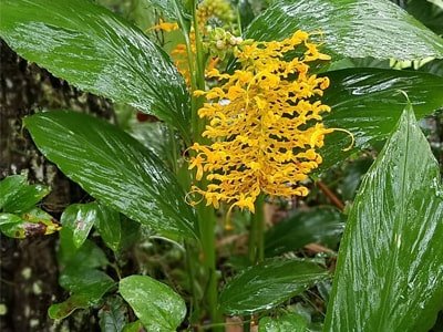 Ginger Plant : Guide To Growing, Caring & Uses of Ginger