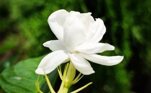 Chameli Flower Plant 101: How to Grow, Types & Care