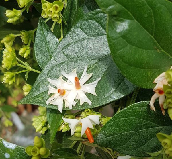 Parijat Tree 101 : Steps To Grow Night-Flowering Jasmin