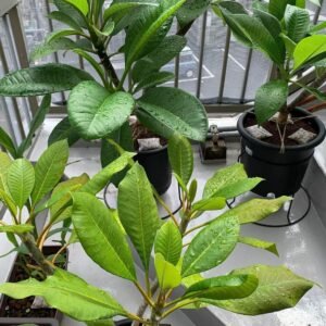 Champa Tree - Guide for Growing & Caring Plumeria