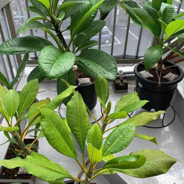 Champa Tree - Guide for Growing & Caring Plumeria