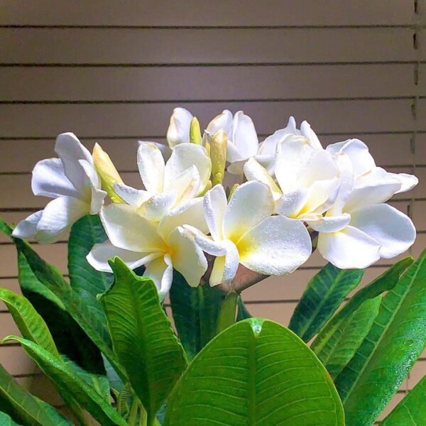 Champa Tree - Guide for Growing & Caring Plumeria