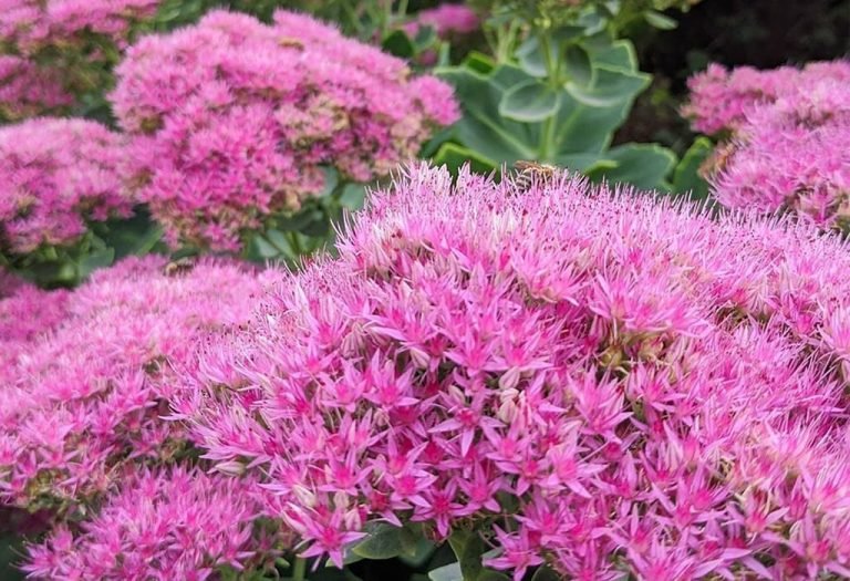 Sedum Plant - Step By Step Guide To Sedum Planting