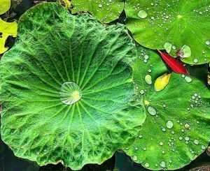 Kamal Flower Plant : How To Grow & Care National Flower of India