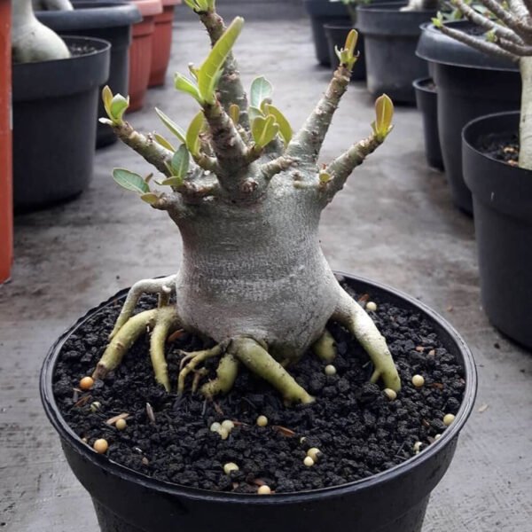 Desert Rose Plant - Growing Desert Rose At Home