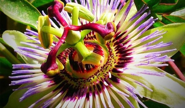 Winter Flowers Of India - 17 Flowers That Make Winter Incredible