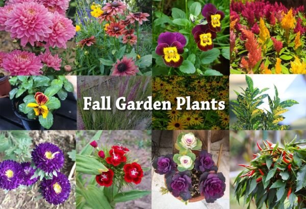 Fall Garden Plants: 12 Beautiful Plants That Bloom In Fall