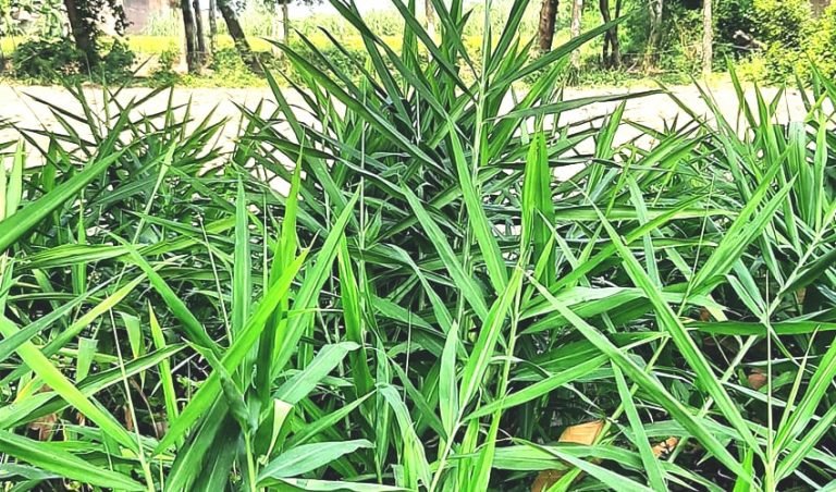 Ginger Plant : Guide To Growing, Caring & Uses of Ginger