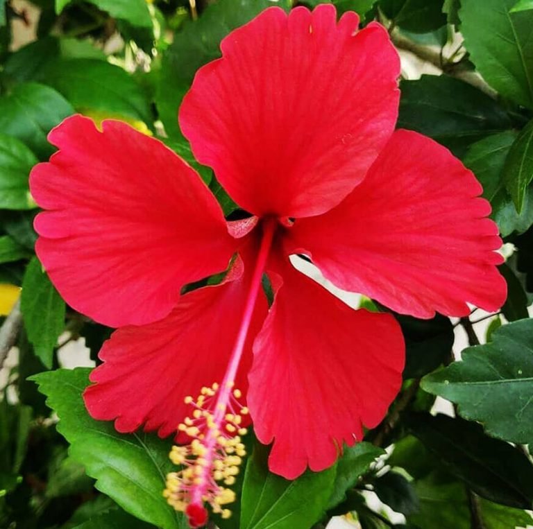 Hibiscus Plant: Beginner's Guide To Plant & Care Hardy Hibiscus