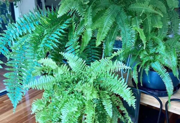 Macho Fern - A Plant for Novice Gardener