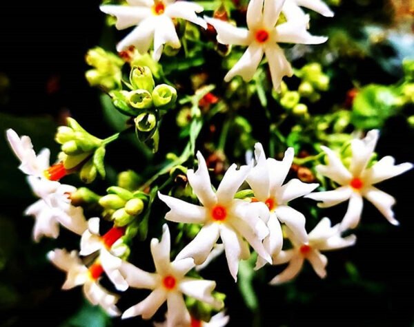 Parijat Tree 101 : Steps To Grow Night-Flowering Jasmin