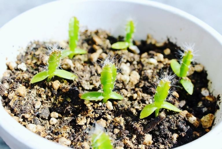 Dragon Fruit Tree - Types, Care And Planting Guide