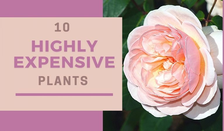 10 Highly Expensive Plants in The World (with Prices)