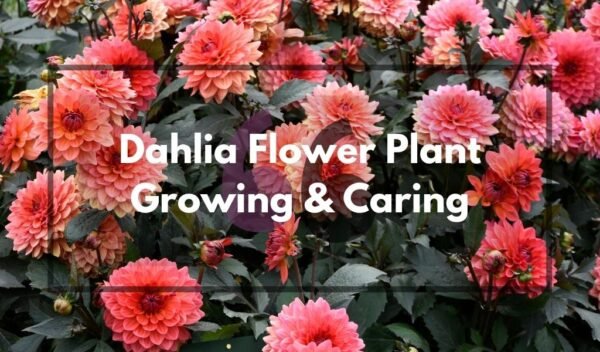 Best Guide To Dahlia Flower Plant Growing & Caring