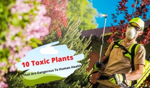 10 Toxic Plants That Are Dangerous To Human Health