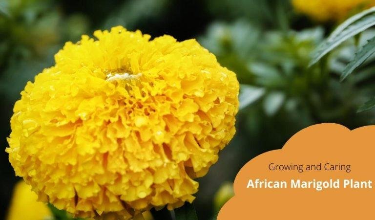 African Marigold Plant - Guide to Growing and Caring