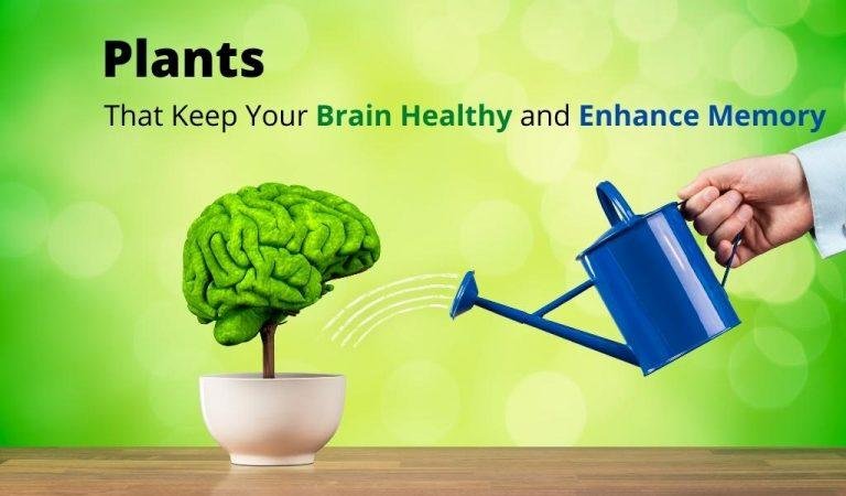 Plants For Brain Health and Enhancing Memory