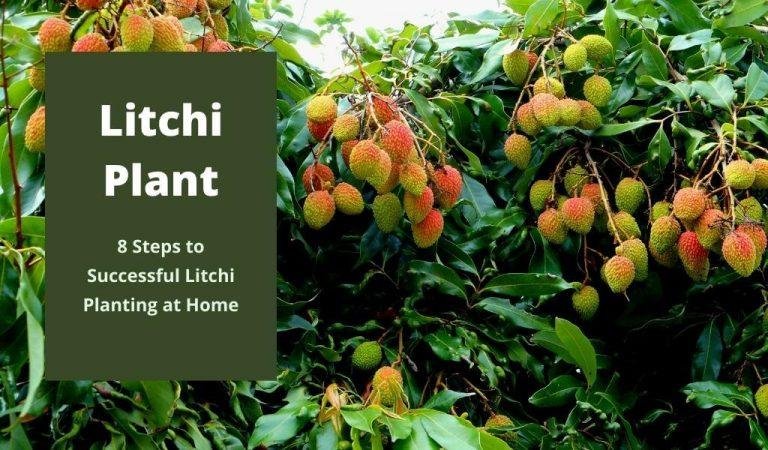 Litchi Plant – 8 Steps to Successful Litchi Planting at Home