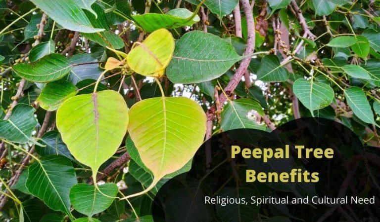 Peepal Tree Benefits | Religious, Spiritual and Cultural Need