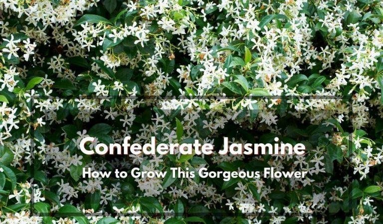 Confederate Jasmine: How to Grow This Gorgeous Flower