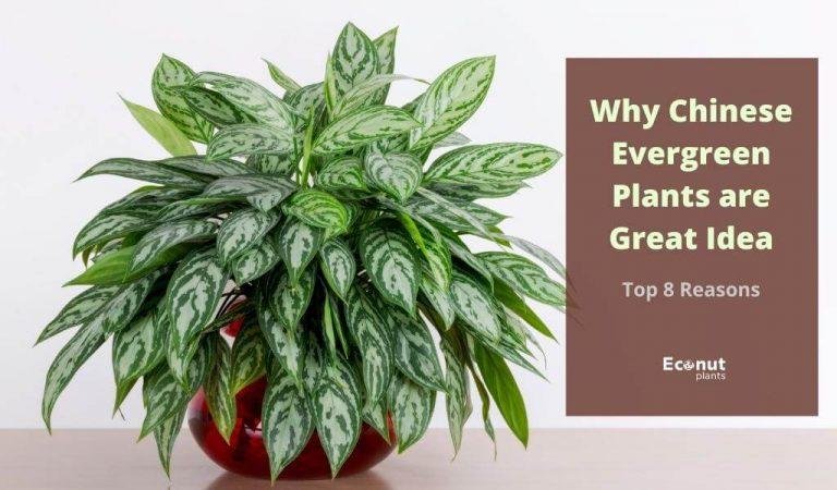 Why Chinese Evergreen Plants are Great Idea: Top 8 Reasons