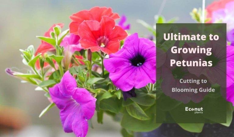 Ultimate to Growing Petunia: Cutting to Blooming Guide