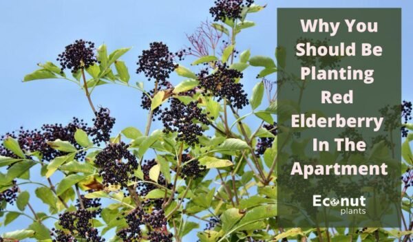 Why You Should Be Planting Red Elderberry In The Apartment