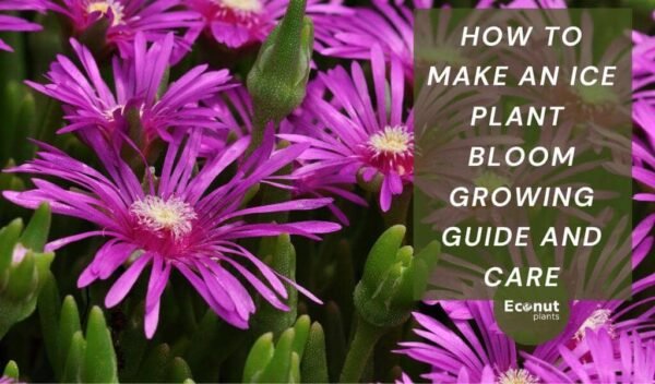 How To Make an Ice Plant Bloom: Growing Guide and Care