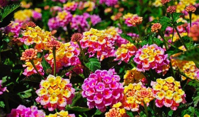 13 Best Florida Flowers That You Can Grow In The Garden