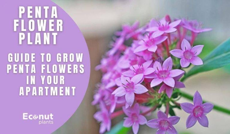 Penta Flower Plant: Guide To Grow Penta Flowers In Your Apartment