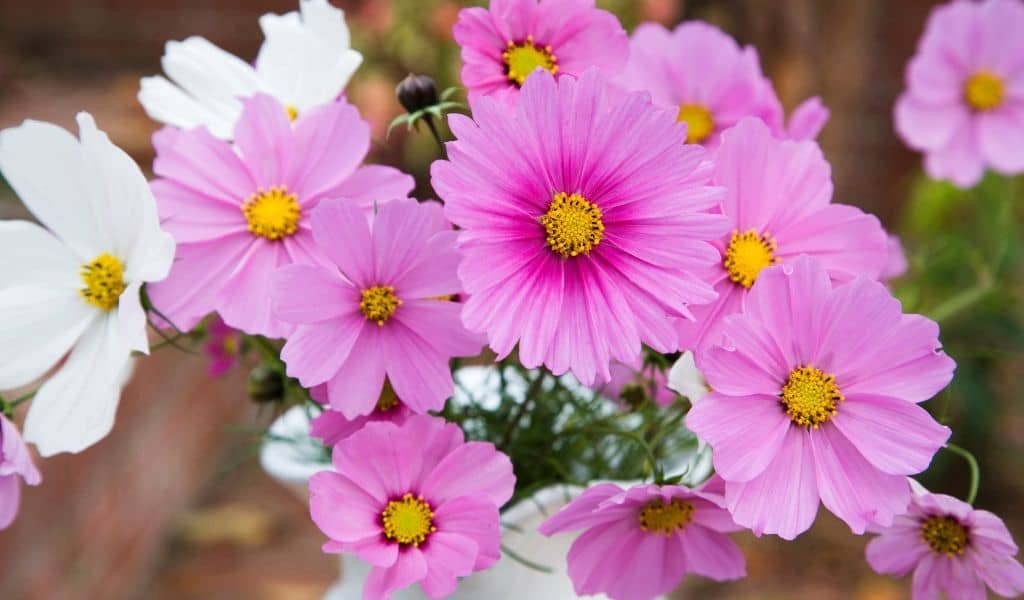 Top 10 Annuals Flower Plants That Bloom All Summer