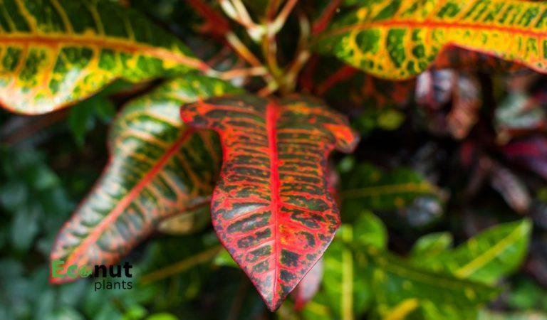 Exotic Angel Plants Care – Types and Growing Guide