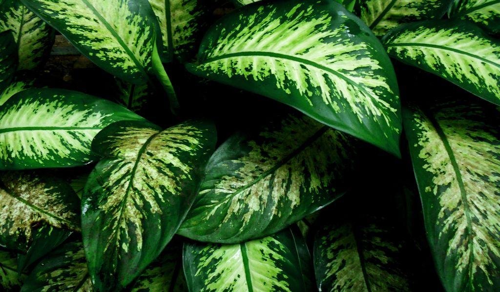 Exotic Angel Plants Care – Types and Growing Guide
