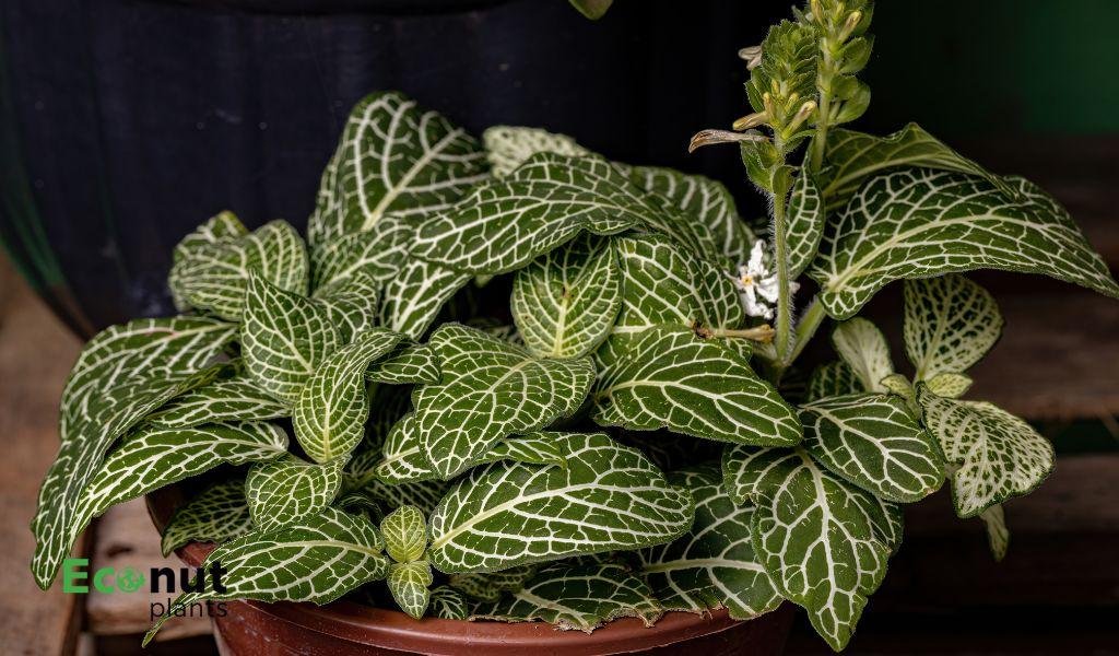Exotic Angel Plants Care – Types and Growing Guide