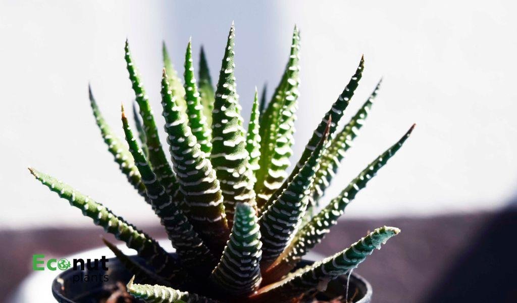 Exotic Angel Plants Care – Types and Growing Guide