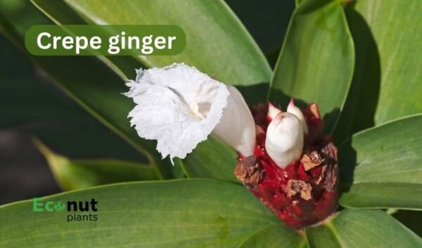 Top 19 Ginger Plant Varieties For Growing in Your Garden