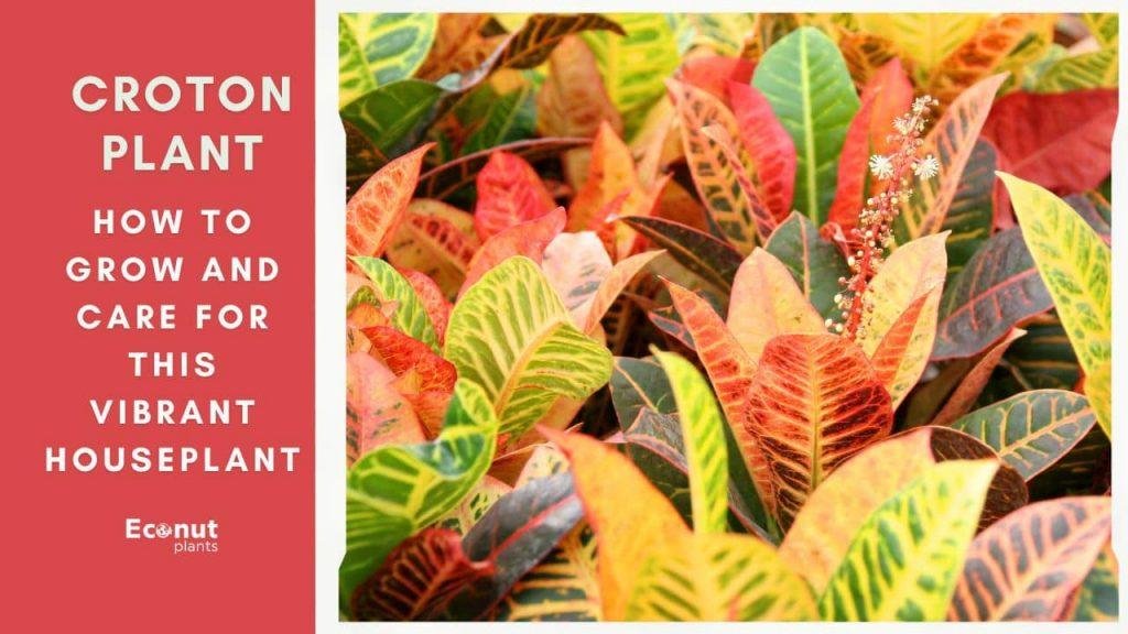 Croton Plant: How to Grow and Care For This Vibrant Houseplant