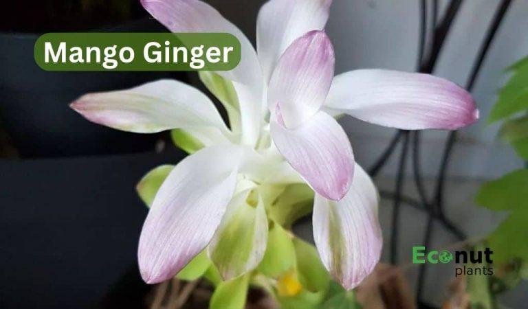 Top 19 Ginger Plant Varieties For Growing in Your Garden
