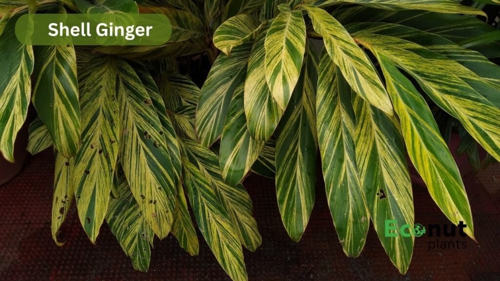 Top 19 Ginger Plant Varieties For Growing in Your Garden