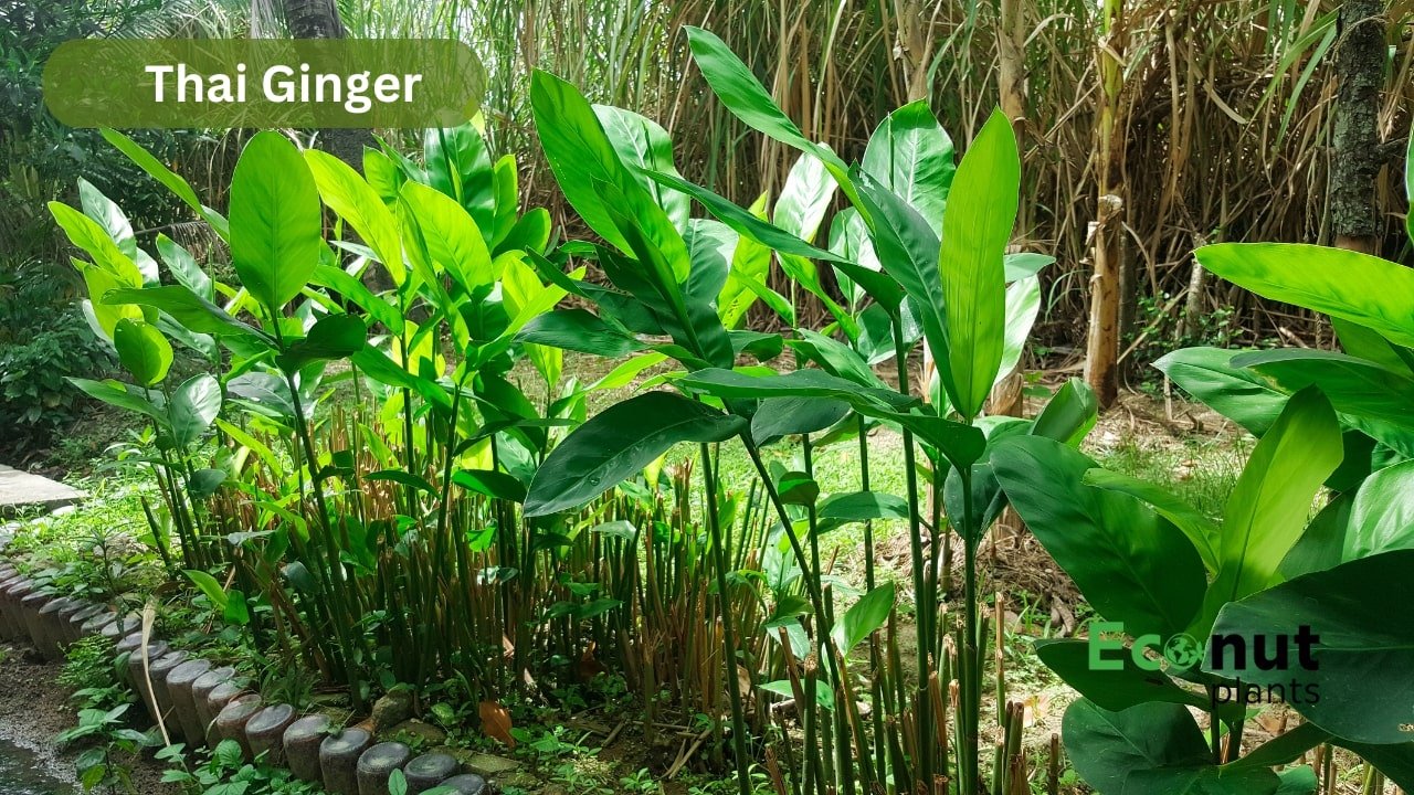 Top 19 Ginger Plant Varieties For Growing in Your Garden