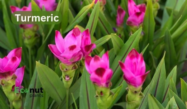 Top 19 Ginger Plant Varieties For Growing in Your Garden