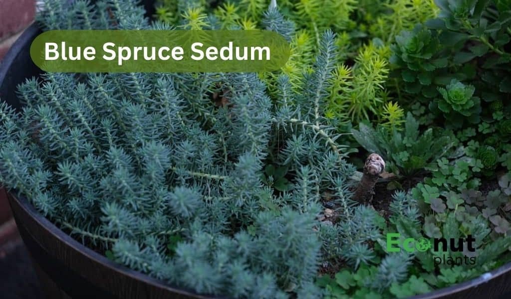 11 Sedum Varieties That Will Add Colors to Your Garden