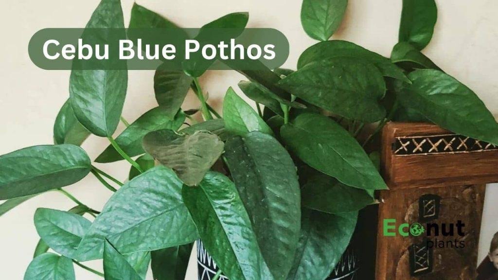 Pothos Varieties: Know About Top 18 Types of Pothos Plants