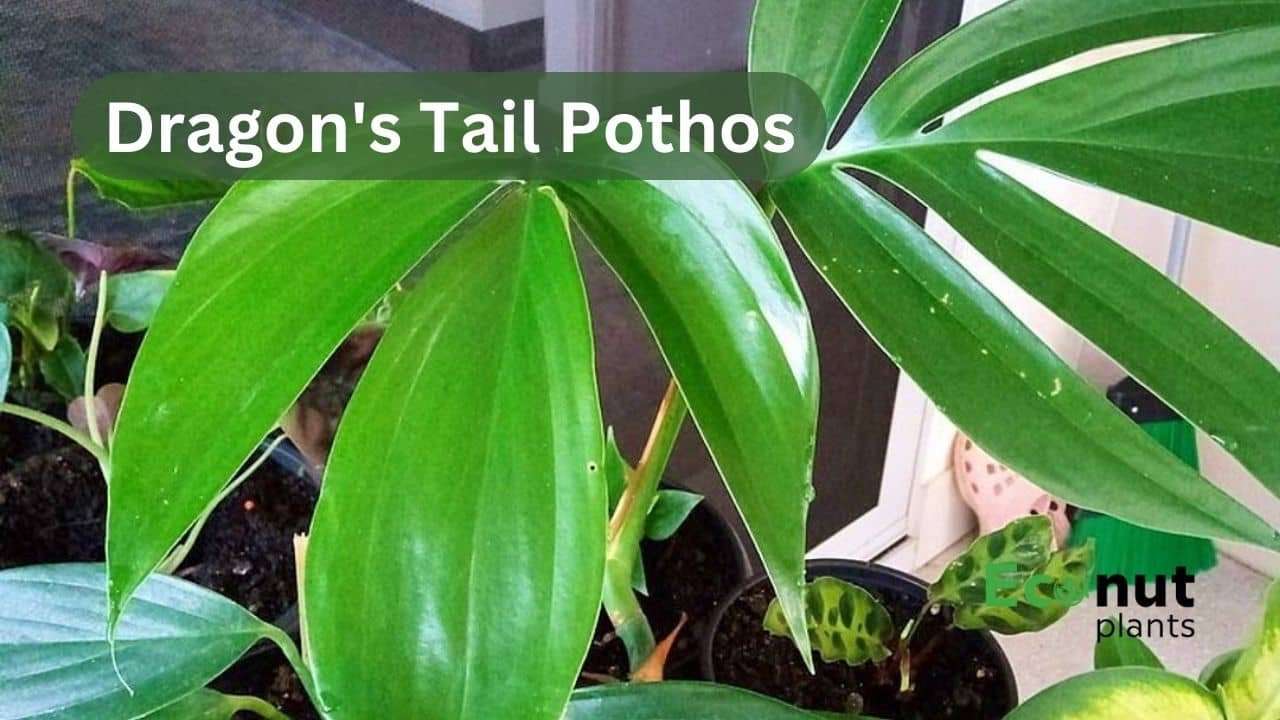 Pothos Varieties: Know About Top 18 Types of Pothos Plants