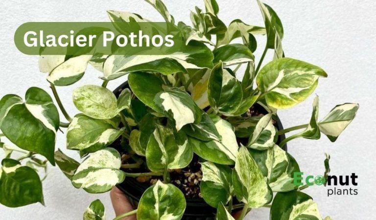 Pothos Varieties: Know About Top 18 Types of Pothos Plants