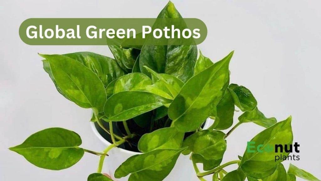Pothos Varieties: Know About Top 18 Types of Pothos Plants